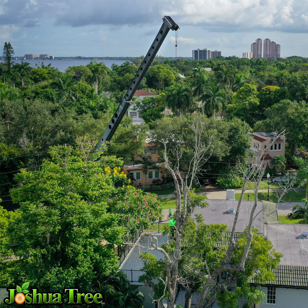 Tree Trimming and Pruning Service Cape Coral & Fort Myers - Joshua Tree Inc