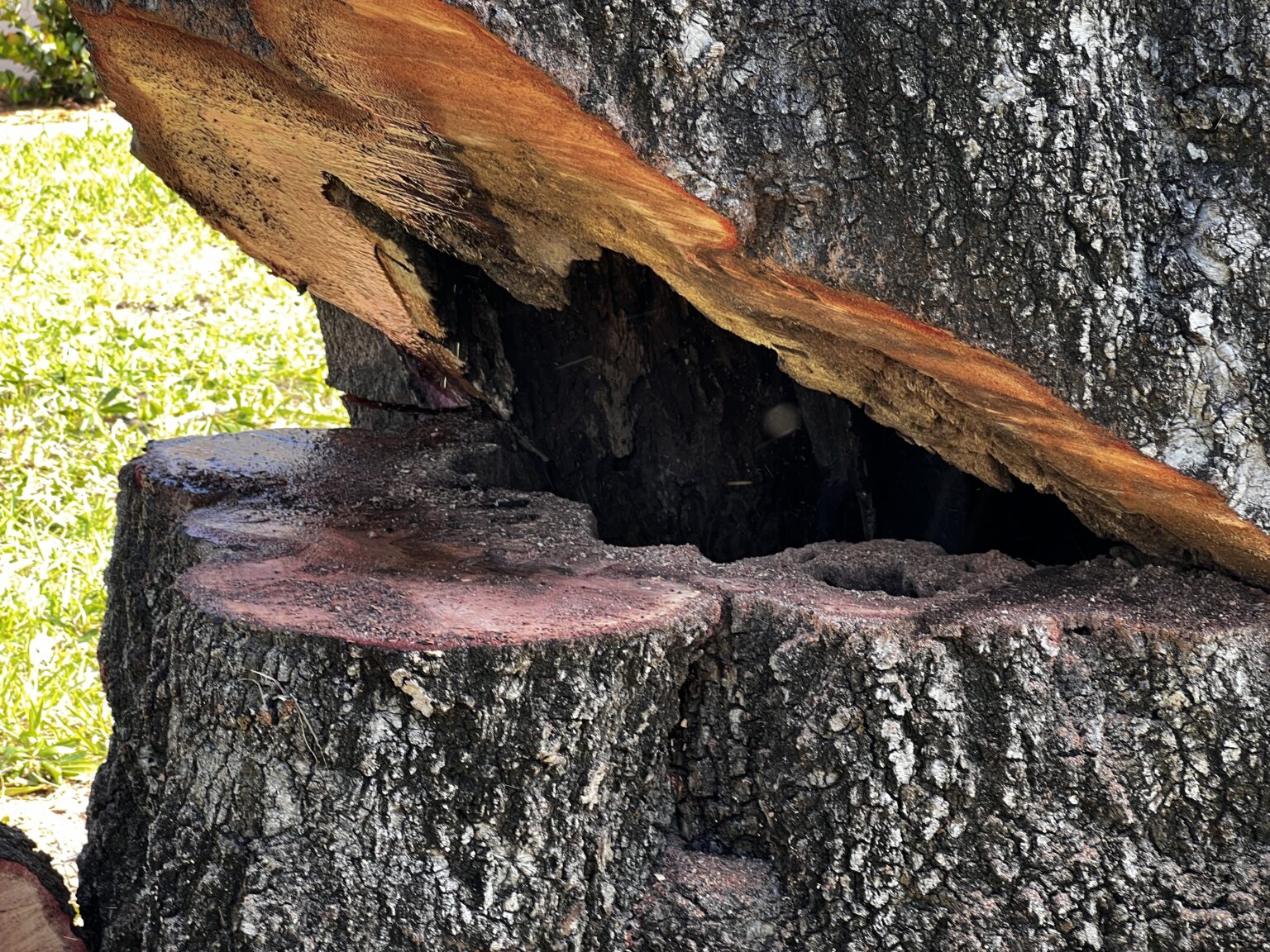 Pests and Diseases Common in Florida | Joshua Tree Inc.