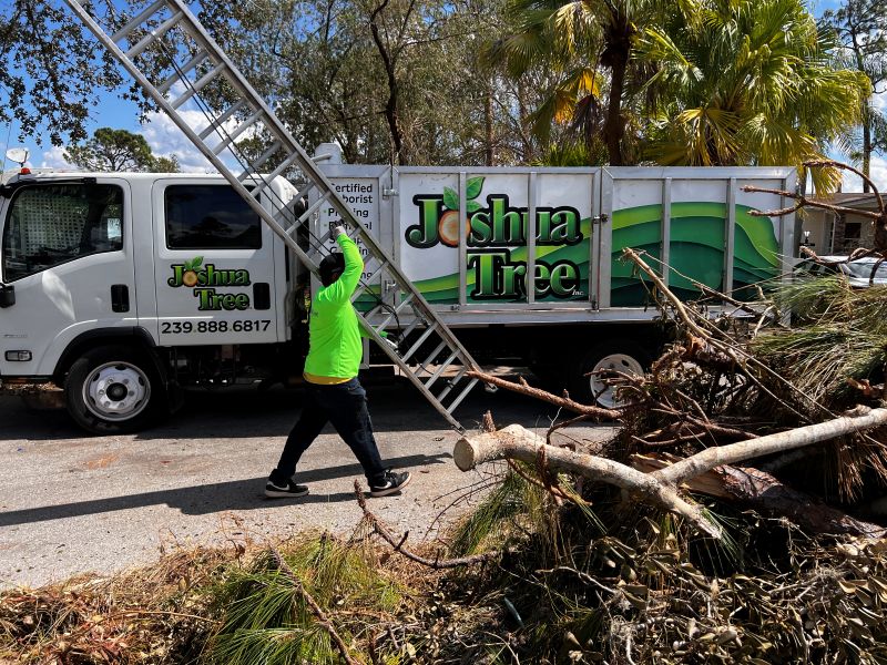 Certified Arborist Tree Inspections Before Storms | Joshua Tree Inc.