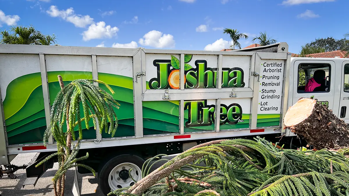 Professional Tree Services Across Southwest Florida | Tree Planting ...