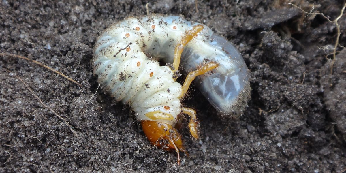 Grubs in Tree Trunk? What It Means & What to Do | Joshua Tree Inc.